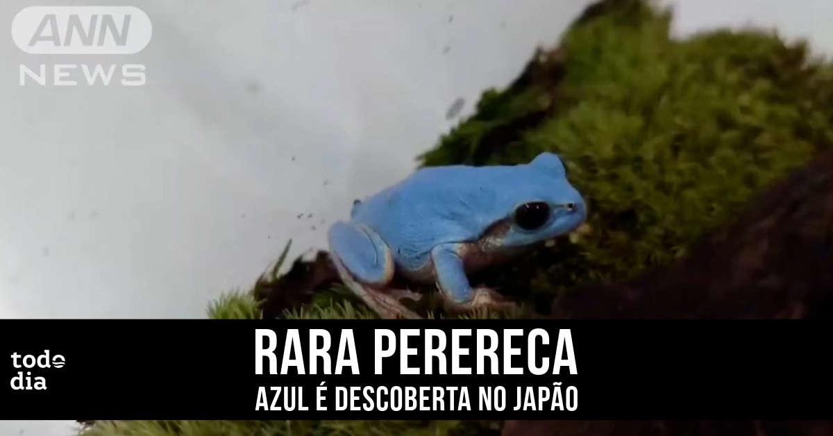 Rara perereca azul é descoberta no Japão - Todo Dia